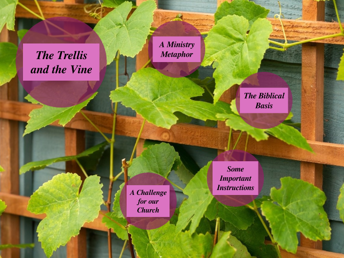 The Trellis and the Vine by Drew Brads on Prezi
