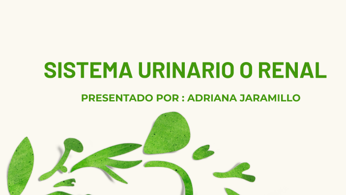 sistema urinario by Adriana Jaramillo on Prezi