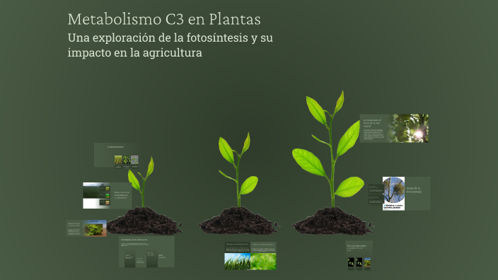 Metabolismo C3 en Plantas by Luis Perez on Prezi