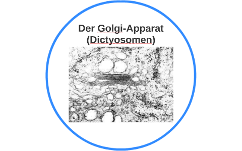 Der Golgi-Apparat (Dictyosomen) by Niko von Z on Prezi