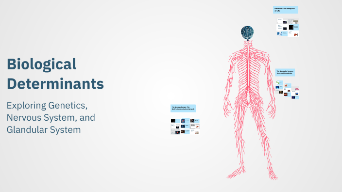 Biological Determinants by N Moses on Prezi