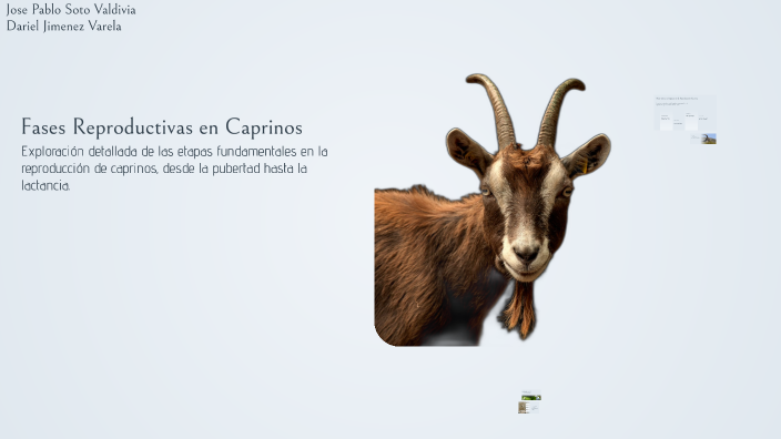 Fases Reproductivas en Caprinos by Dariel Alonso Jimènez Varela on Prezi