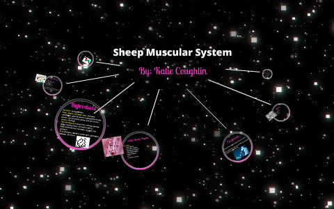 Sheep Muscular System by Katie Coughlin on Prezi