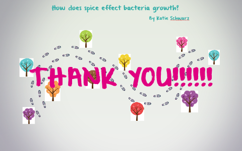 How does spice efect bacteria by Katie Schwarz on Prezi