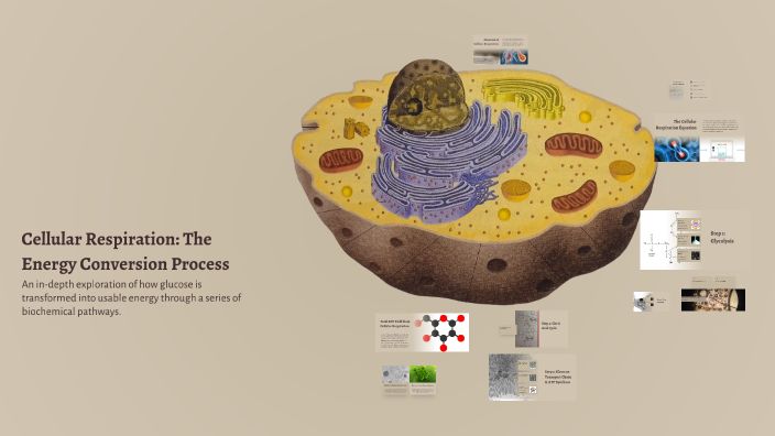 Cellular Respiration: The Energy Conversion Process by Ellyannah ...