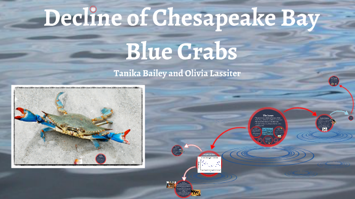 Decline of Chesapeake Blue Crabs by Olivia Lassiter on Prezi