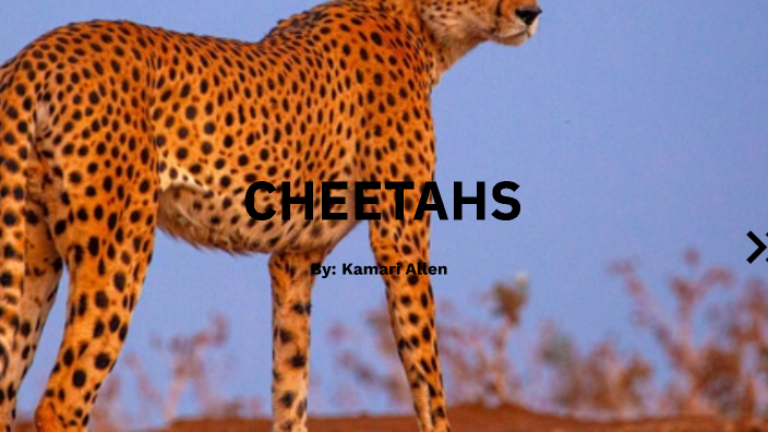 CHEETAHS by Kamari Allen on Prezi