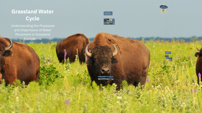 Grassland Water Cycle by Gavin Wolf on Prezi