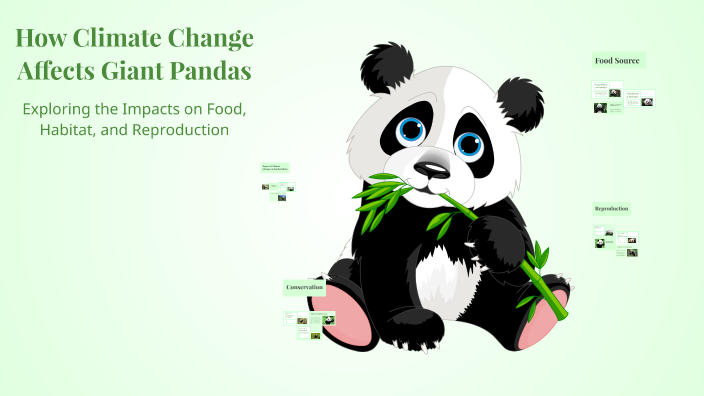 How Climate Change Affects Giant Pandas by Karina Perez on Prezi