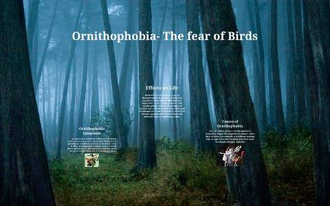 Ornithophobia- The fear of Birds by Kristin Sullivan on Prezi