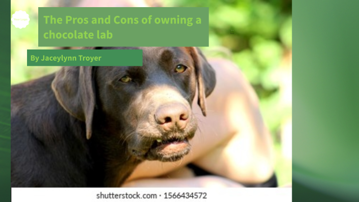 The Pros and Cons of owning a chocolate lab by Jacey Troyer on Prezi