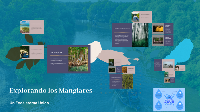 Explorando los Manglares by williams montiel on Prezi