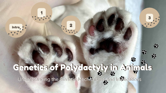 Genetics of Polydactyly in Animals by Vet on Prezi