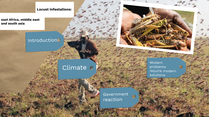 locust infestation by roma boua on Prezi