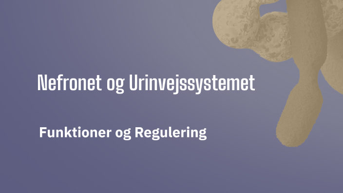 Nefronet og Urinvejssystemet by Ida Rahbek Pedersen on Prezi