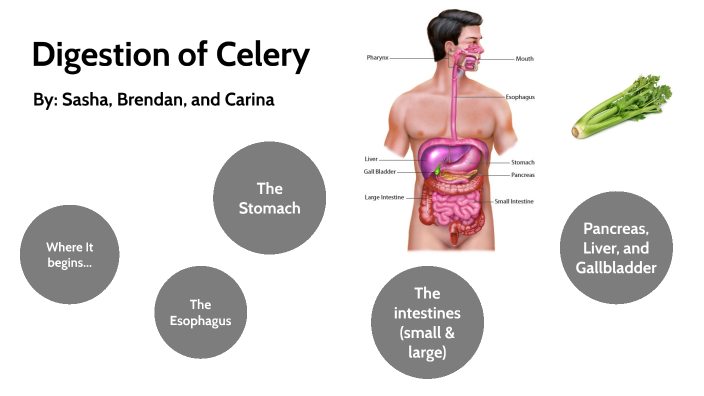 Digestive System - Celery Group by Brendan Cory on Prezi