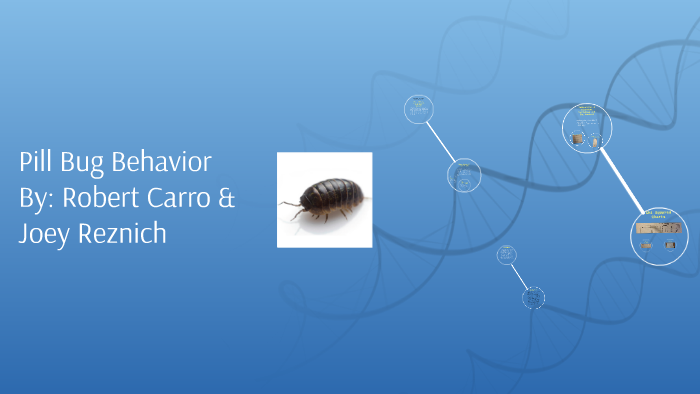 Pill Bug Behavior by Rob Carro on Prezi