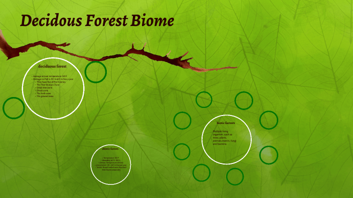 Decidous Forest Biome by Aylin Alvarez Perez on Prezi