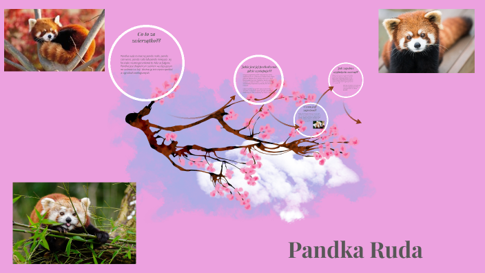 ruda panda- zwierzę narażone wyginięciem by katarzyna kruszyńska on Prezi