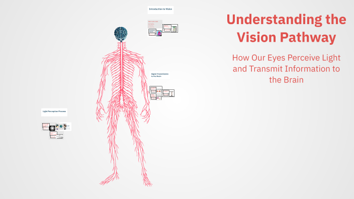 Understanding the Vision Pathway by erick lauwrenz on Prezi