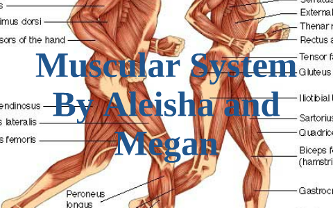 Muscular System by Aleisha Bell on Prezi