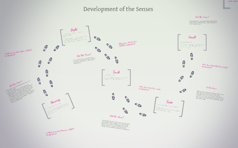 Development of the Senses by Megan Knight on Prezi