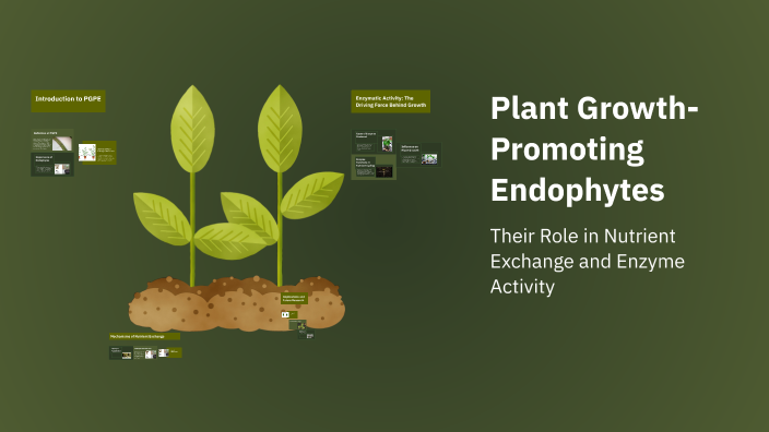 Plant Growth-Promoting Endophytes by Suraj H on Prezi