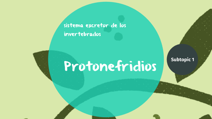 protonefridios by Jana Ramirez on Prezi
