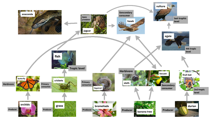 Food Web Project, Amazon Rainforest, South America by Syntheia ...