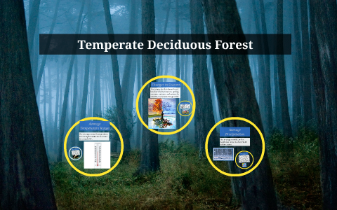 Temperate Deciduous Forest by Caleb Osburn on Prezi