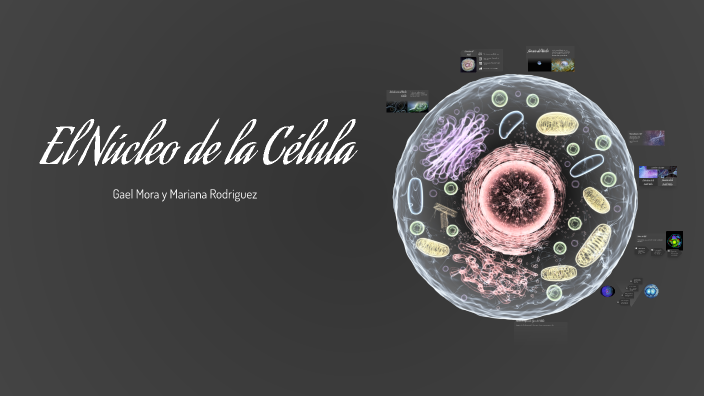 El Núcleo de la Célula by gael mora on Prezi