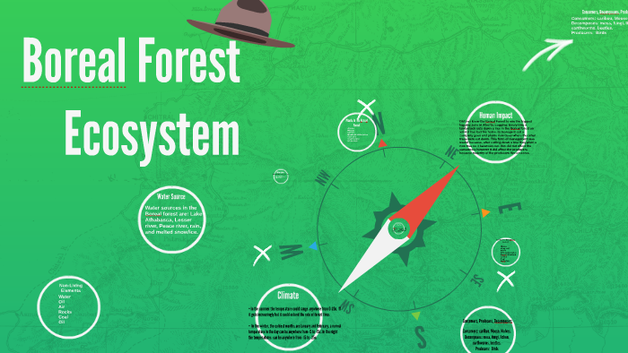Boreal Forest Ecosystem by jordan f
