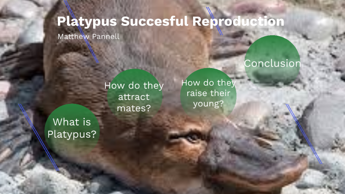 Platypus succesful Reproduction by Matthew Pannell on Prezi