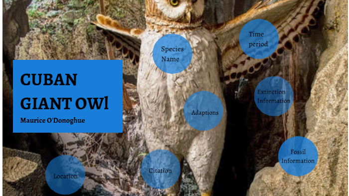 Cuban Giant Owl by Maurice O'Donoghue on Prezi