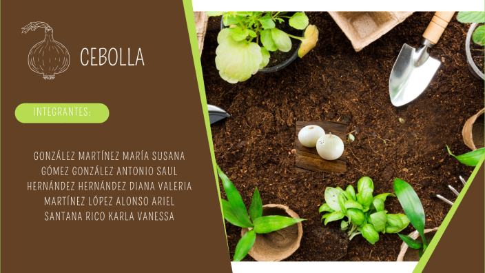 Cebolla by Valeria Hernández on Prezi