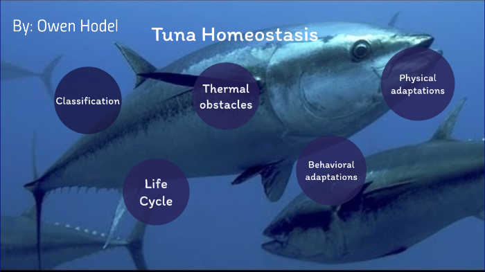 Tuna Homeostasis by Owen Hodel on Prezi