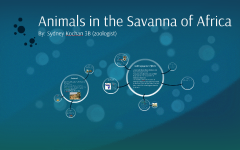 Animals in the Grasslands of Africa by Madneyque Rakonig on Prezi