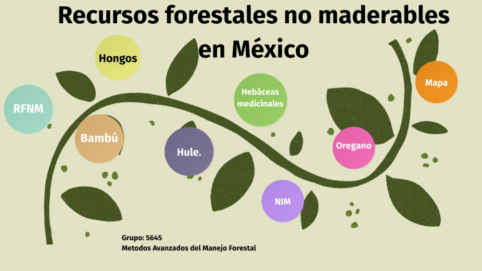 Recursos Forestales by Maroli Marian Rojas Guerrero on Prezi