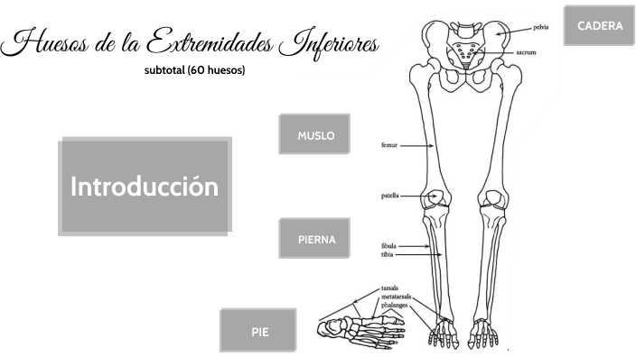 Huesos de la Extremidades Inferiores by Rosalinda Carrillo Espinoza on ...