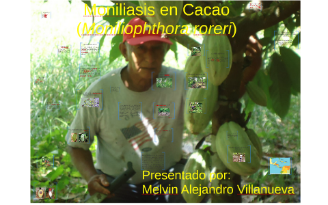 Moniliasis en Cacao by Melvin Alejandro Villanueva on Prezi