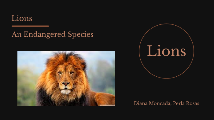 6BDiana,Perla-Lions by Diana Moncada on Prezi