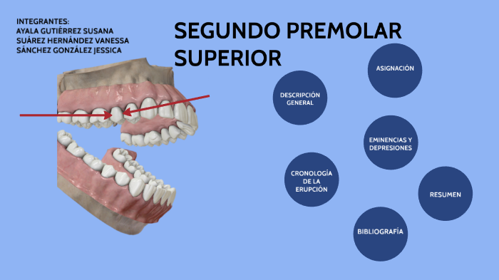 Segundo premolar superior by Susana Ayala on Prezi