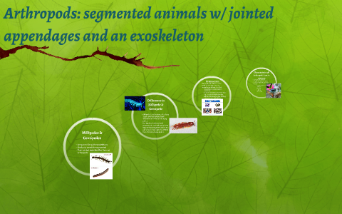 Arthropods: segmented animals w/ jointed appendages and an e by Lynette ...