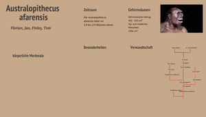 Australopithecus afarensis by Tom Kossert on Prezi Design