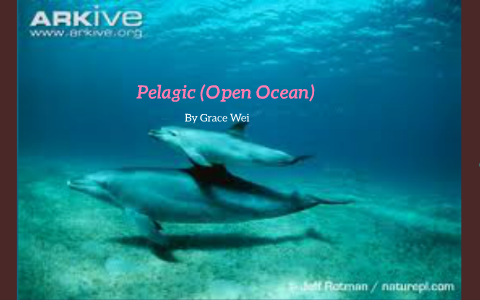 Pelagic (Open Ocean) by on Prezi