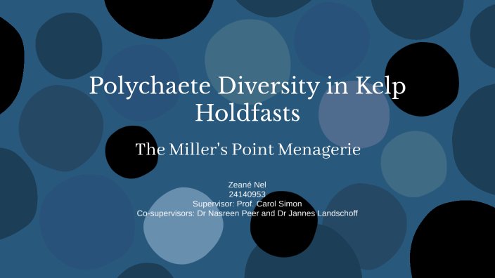 Polychaete Diversity in Kelp Holdfasts by Zeane Nel on Prezi