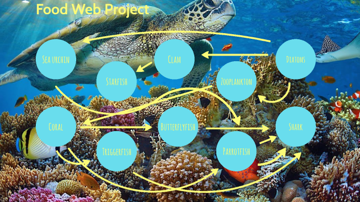 Food Web Project by Charley Korb on Prezi