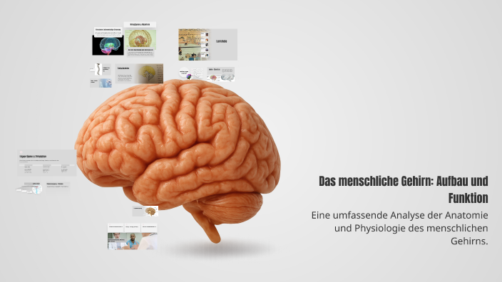 Das menschliche Gehirn: Aufbau und Funktion by Jessica Schindler ...