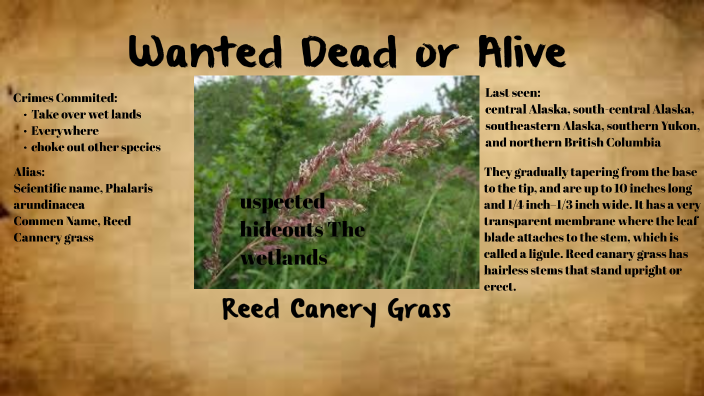 Wanted Dead or Alive by DARIUS KENNY on Prezi