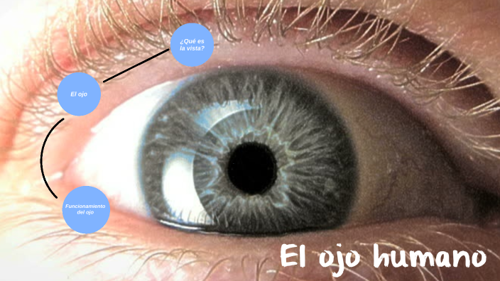 El ojo humano by jaime hurtado on Prezi